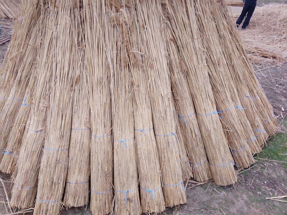 Vând stuf circumferința 60 cm Tulcea • OLX.ro