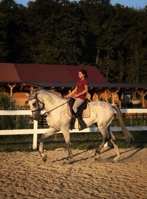 Cal lipițan de vanzare Oradea • OLX.ro