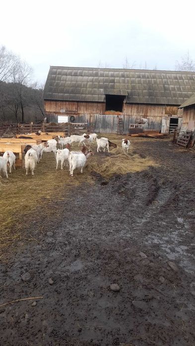 De vanzare capre Buren (boier) Miercurea-Ciuc • OLX.ro