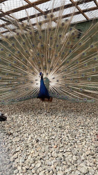 Pauni 2023 Diverse Varietati Targu Jiu • OLX.ro