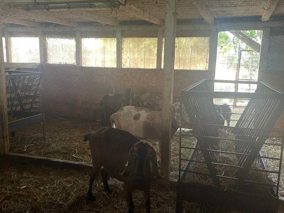 Vand capre boier/iedute/capre anglo-nubiene/metis si carpatin/iedute ...