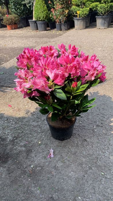 Vand rhododendron , azalee, bujori de munte Cluj-Napoca • OLX.ro