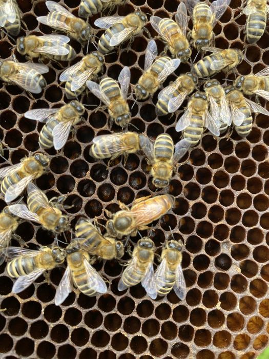 Matci inperecheata Huedin • OLX.ro