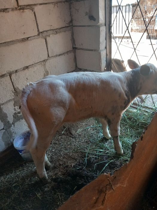 Vitel de vanzare se vinde pe picioare sau taiat Plataresti • OLX.ro