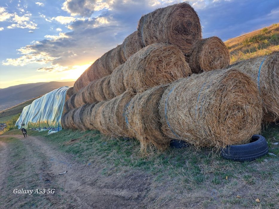 Vand 300 de baloti Barabant • OLX.ro