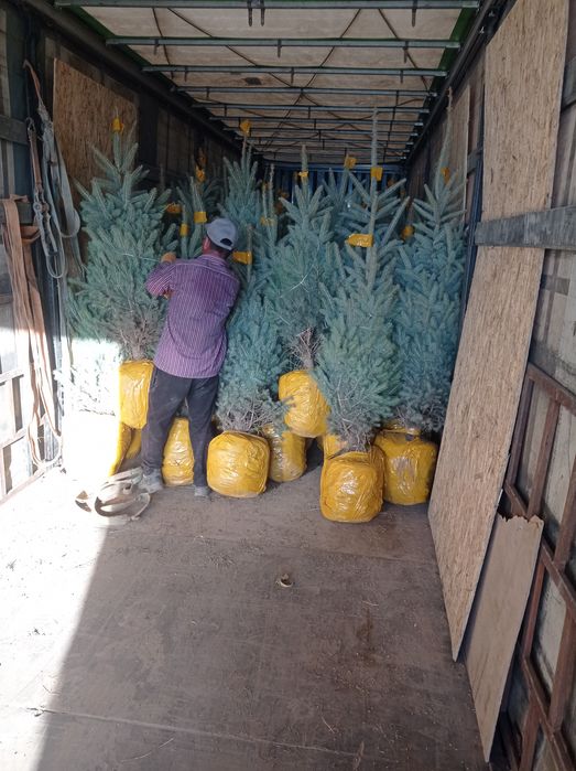 Galiboyyel yel oq archa: 9 999 сум - Сад / огород Самарканд на Olx