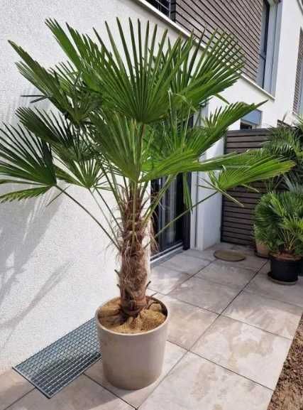 Palmier Chinezesc rezistent la ger, palmier morisca, de canepa, textil ...