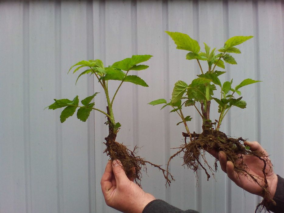 Butasi (drajoni) ZMEURA POLKA Fagaras • OLX.ro