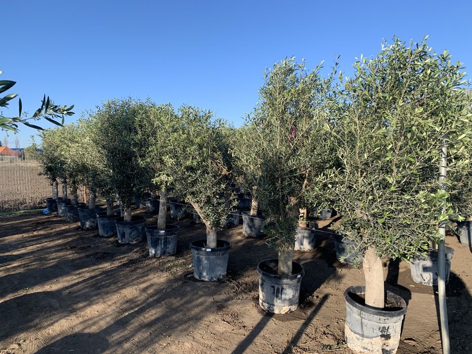 Maslini la ghiveci Oradea • OLX.ro