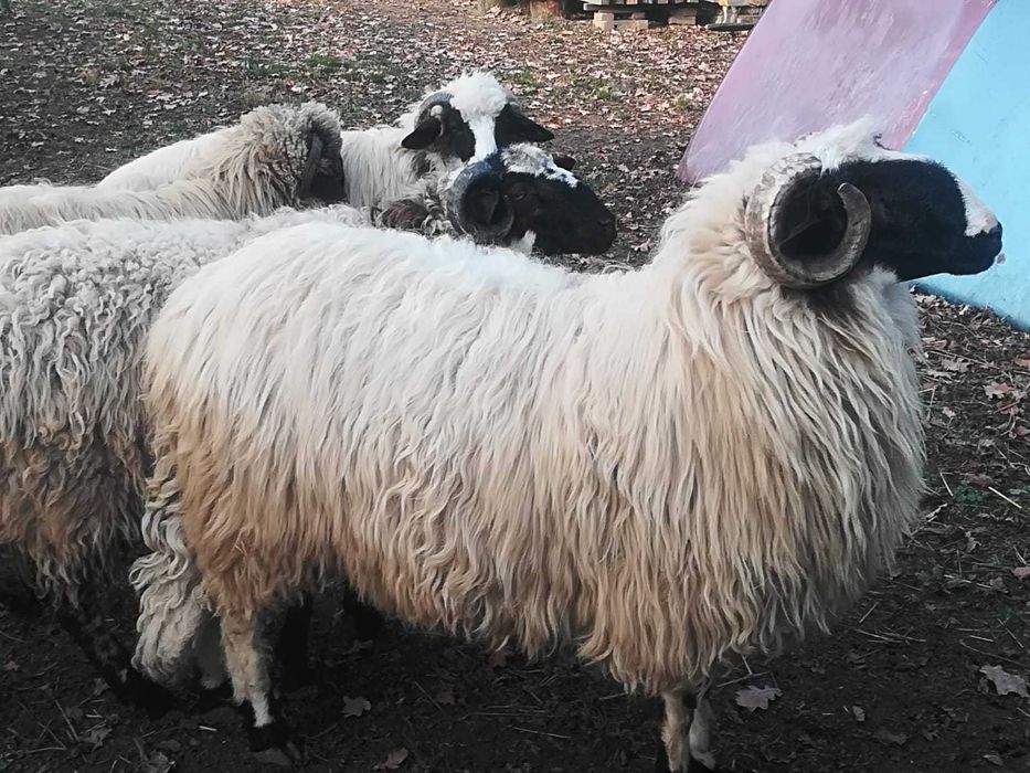 Vând mior breaz detalii la telefon Cacica • OLX.ro