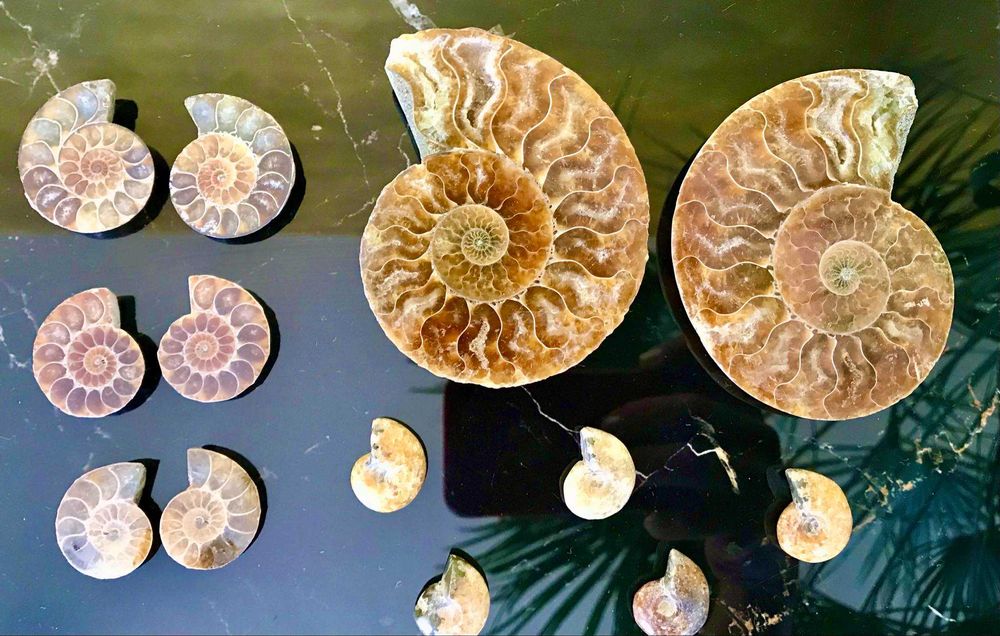 Cleoniceras Fosile Amonit/Pereche Amoniti Opalizati / Mijloc Cretacic Floresti • OLX.ro