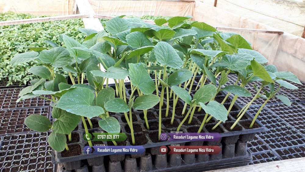 Vand Rasad Rosii Vinete Ardei Castraveti si alte Rasaduri Legume 2025 ...