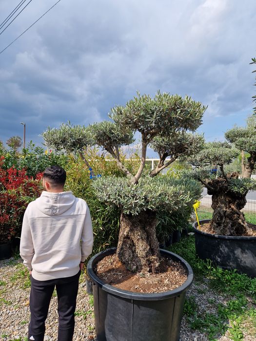 Bonsai Maslin ( olea europaea ) vand maslini , plante exotice Bucuresti ...