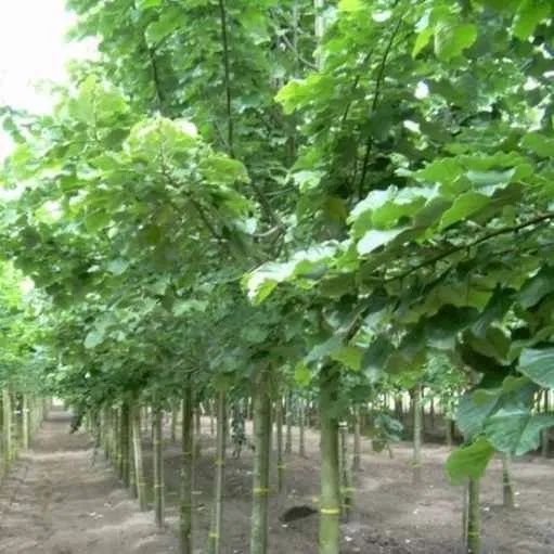 Platan, mesteacan,tei argintiu,catalpa,artar,arbori, arbusti leylandii ...