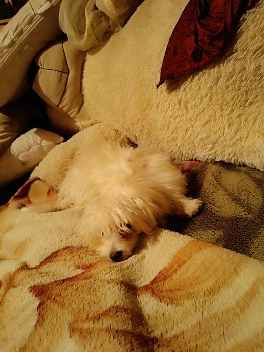 caini bison maltez de vanzare ' Anunturi ' OLX.ro