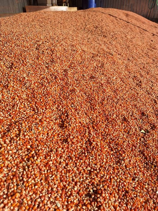 Porumb gritz de vânzare Sotanga • OLX.ro