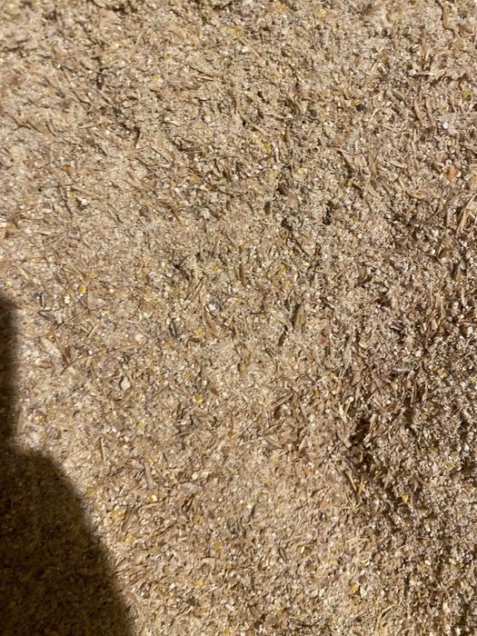 Uruiala (porumb,grau,triticale,srot floarea-soarelui) Simleu Silvaniei ...