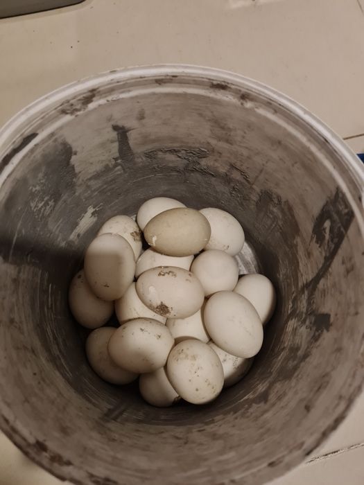 Oua de Rata alergatoare indiana, dușmanul melcului Cisnadioara • OLX.ro