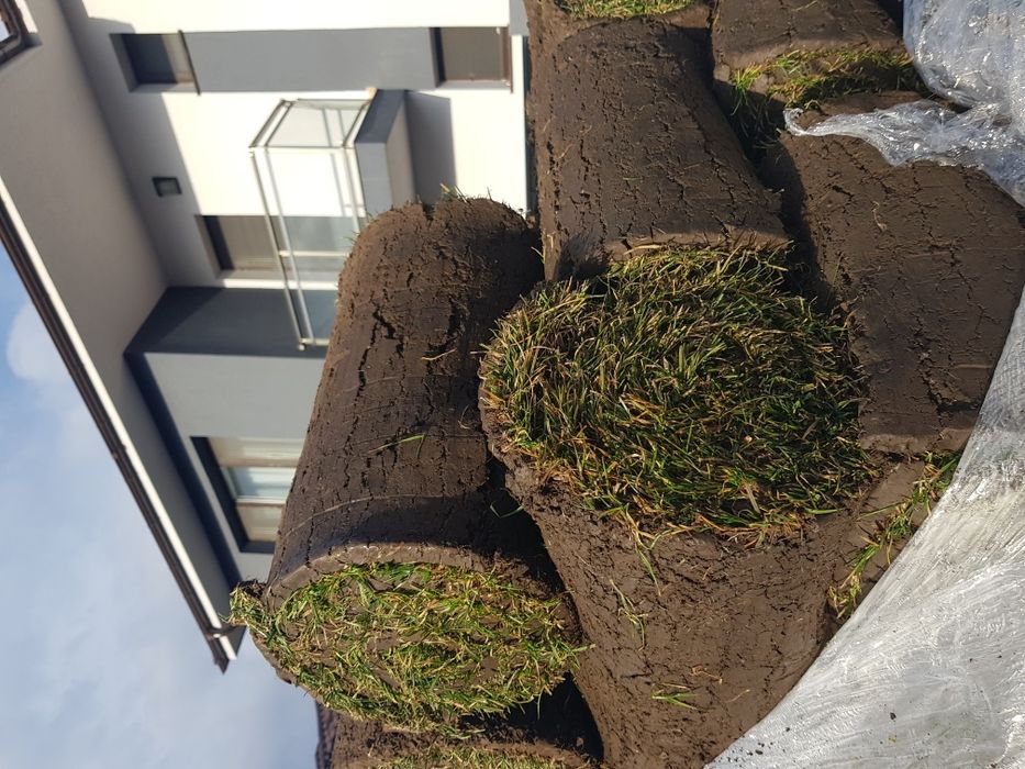 Rulouri de gazon gazon rulou gazon role livrat la domiciliu Tunari • OLX.ro