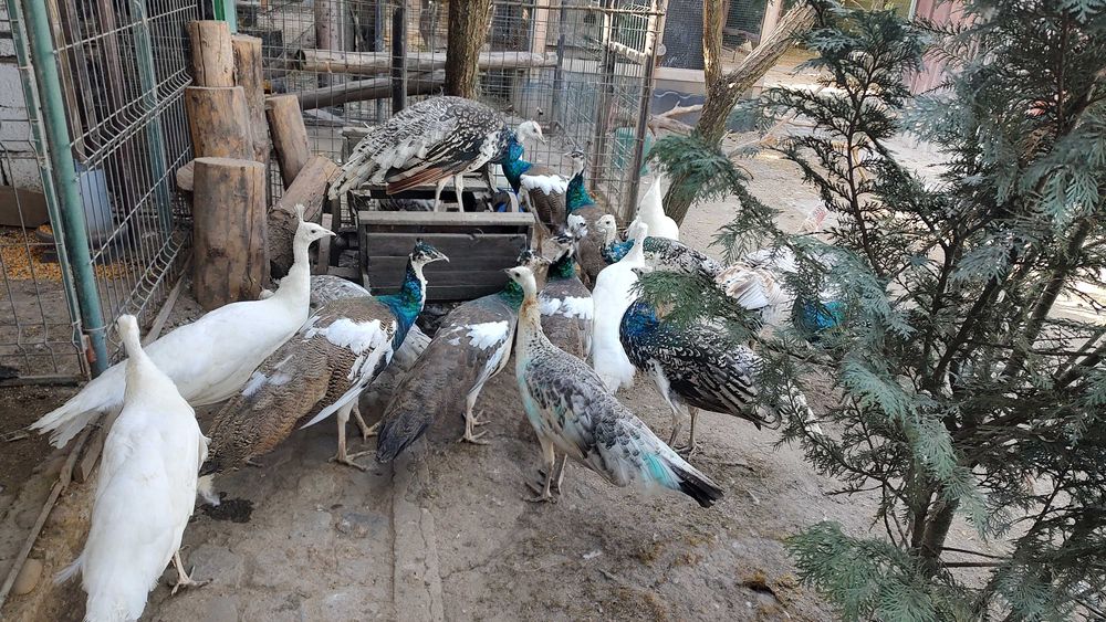 Pauni adulți și tineret Balcesti • OLX.ro