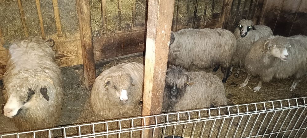 oi turcane de vanzare Suceava - Anunturi gratuite