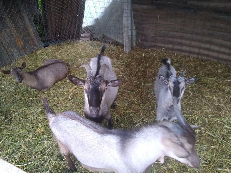 Capra metis alpina franceza Rugasesti • OLX.ro