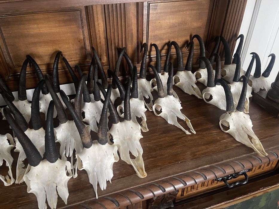 Trofeu Capra neagra si Caprior Istrita de Jos • OLX.ro