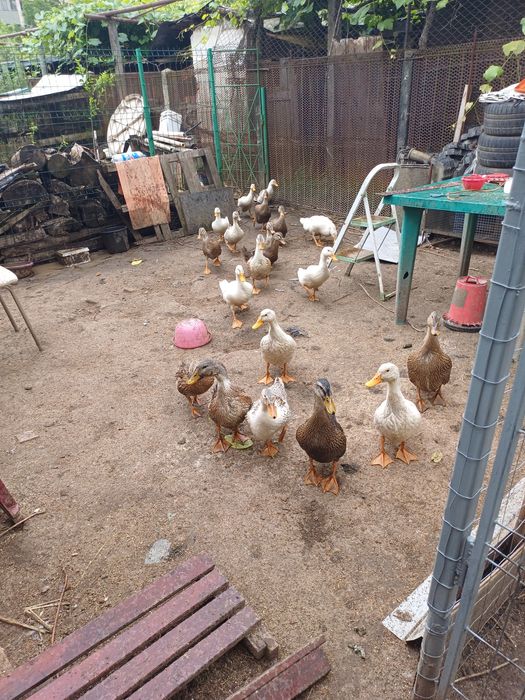 Vând rate de rasa grea merita văzute. Targu Jiu • OLX.ro