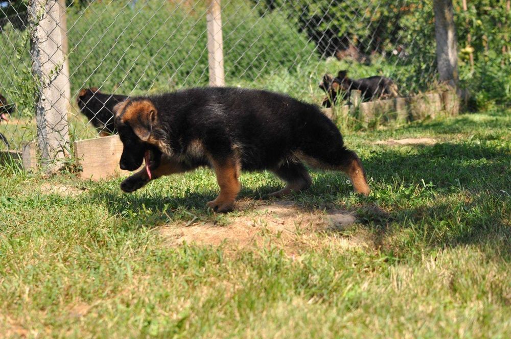 Ciobanesc German negru cu pete de foc varietatea cu par scurt Cluj-Napoca • OLX.ro