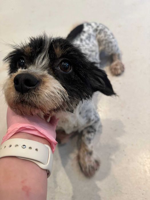 Metis situ cu bison fetita de 1 an jumate Bacau • OLX.ro