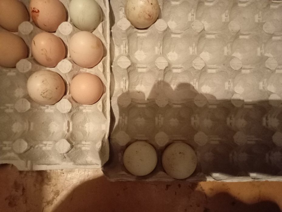 Vand oua pentru incubat gaina australop, susex, rate Pekin si leșești ...