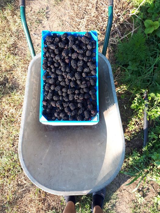 Butasi mur, zmeur, afin Iasi • OLX.ro