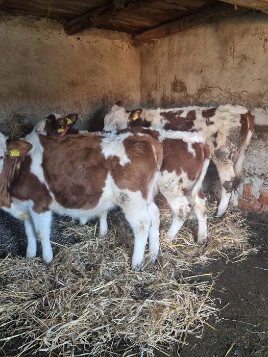 Vând 3 vitele genetica top Foeni • OLX.ro