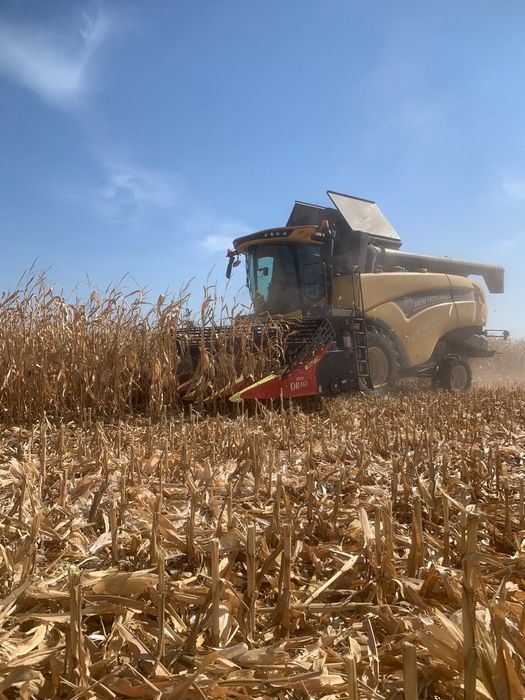 Porumb boabe recolta 2025 Smardan • OLX.ro