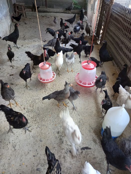 Pui de rasa și metisi Valeni • OLX.ro