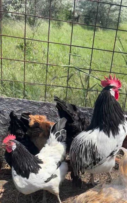 Pereche Lakenvelder Letcani • OLX.ro