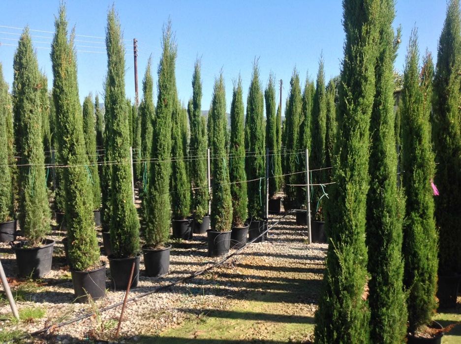 Chiparos italian la ghiveci . Giurgiu • OLX.ro