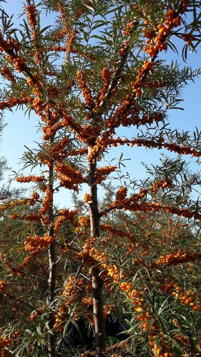 Pomi fructiferi.soiuri intensive/livrare.in toata tara.Nuci.Ciresi ...