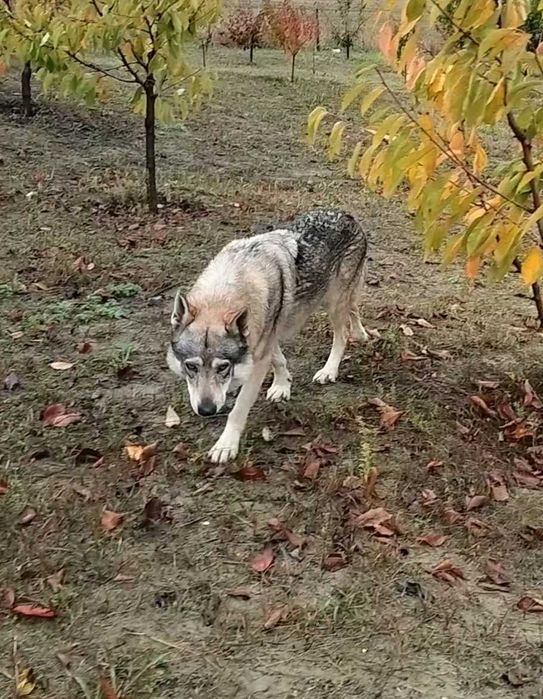 Pui de câine lup cehoslovac Vaslui • OLX.ro