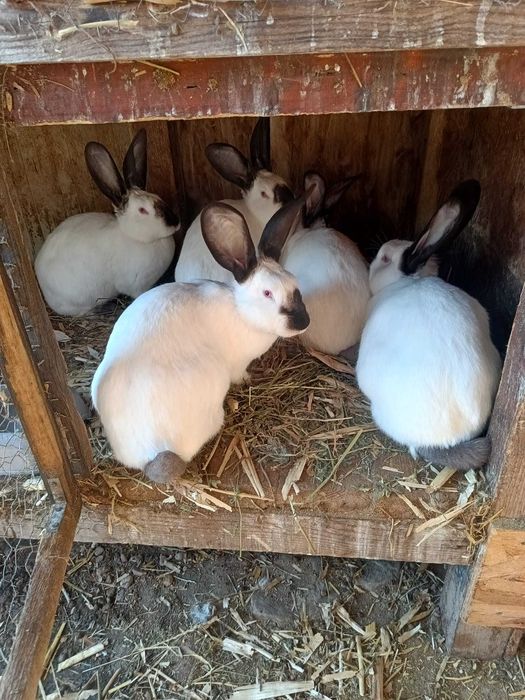 Iepuri si Iepurasi Chiajna • OLX.ro