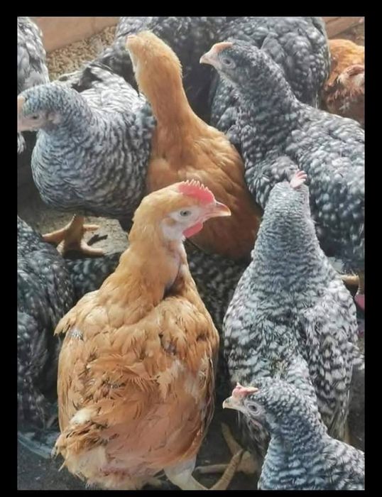 Pui de carne și rasa mixta Focsani • OLX.ro