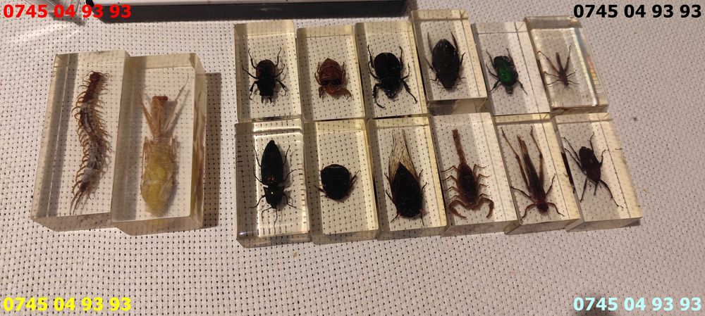 Insecte reale in rasina colectia DEAGOSTINI pret pe bucata Bucuresti ...