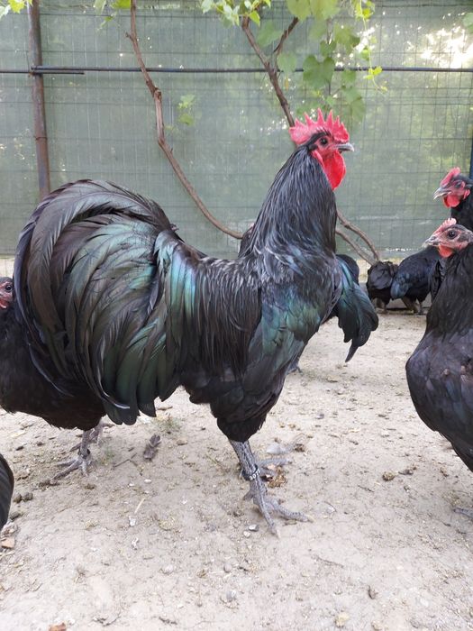 Gaini australorp negru, tineret și mature Maruntisu • OLX.ro