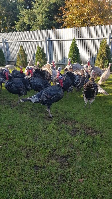 Curcani si curci de vanzare in Malamuc com. GHERGHITA PH Malamuc • OLX.ro