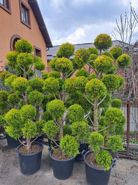 Tuia Leylandy,Smaragd,Mesteacan Platan Magnoli Arbori etc Iasi • OLX.ro