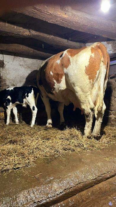 Vând Vaca baltata românească cu vitel tauras Bistrita • OLX.ro