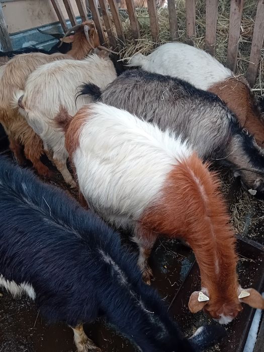 Sase capre gestante si un tap anglo nubian Lamotesti • OLX.ro