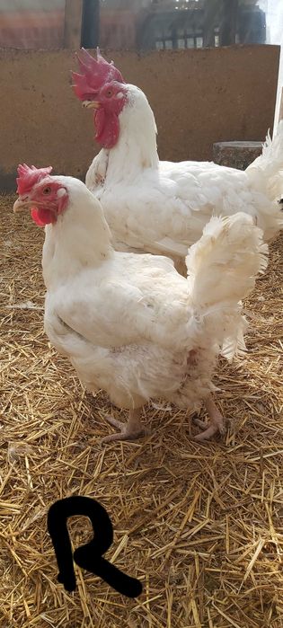 Pui rasa mixta carne si ouă Greci • OLX.ro