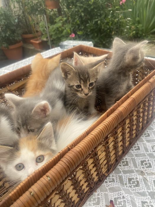 Pisicute adorabile pufosenii Bucuresti Sectorul 4 • OLX.ro