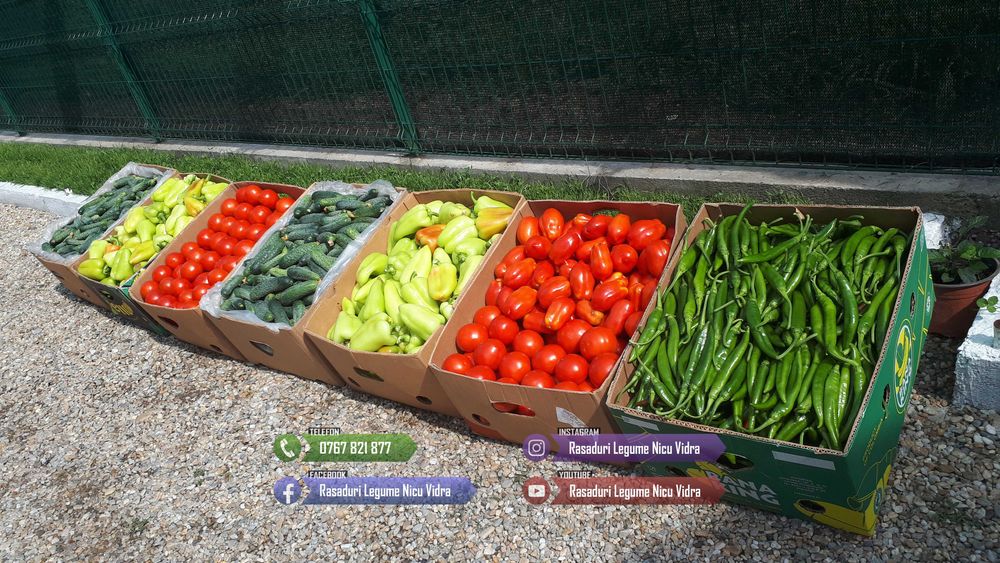 Rasad tomate rosii vinete castraveti ardei 2025 | Vand Rasaduri Legume ...